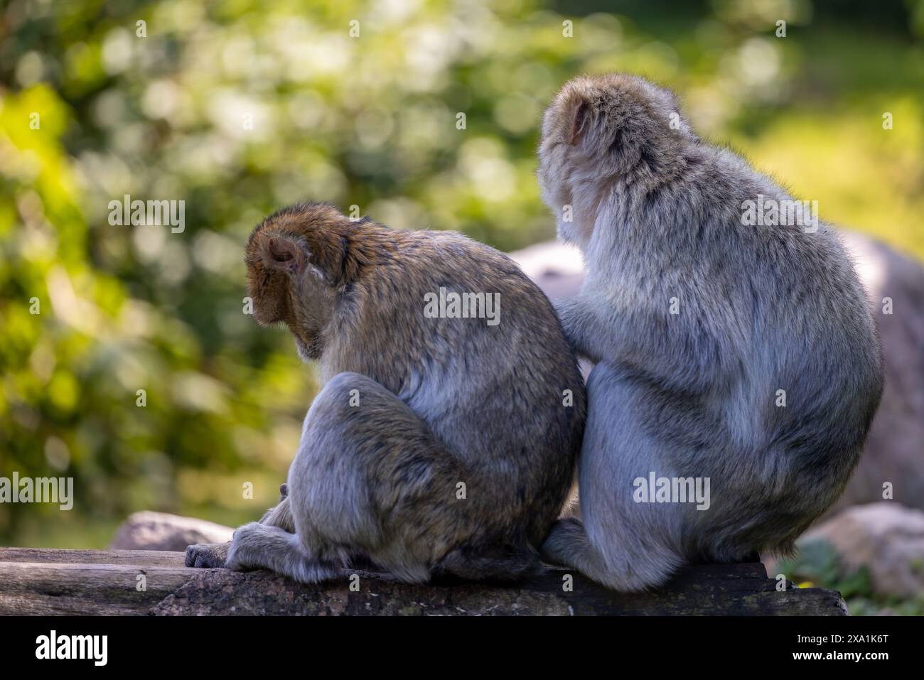 Monkeys and primates wildlife hi-res stock photography and images - Alamy