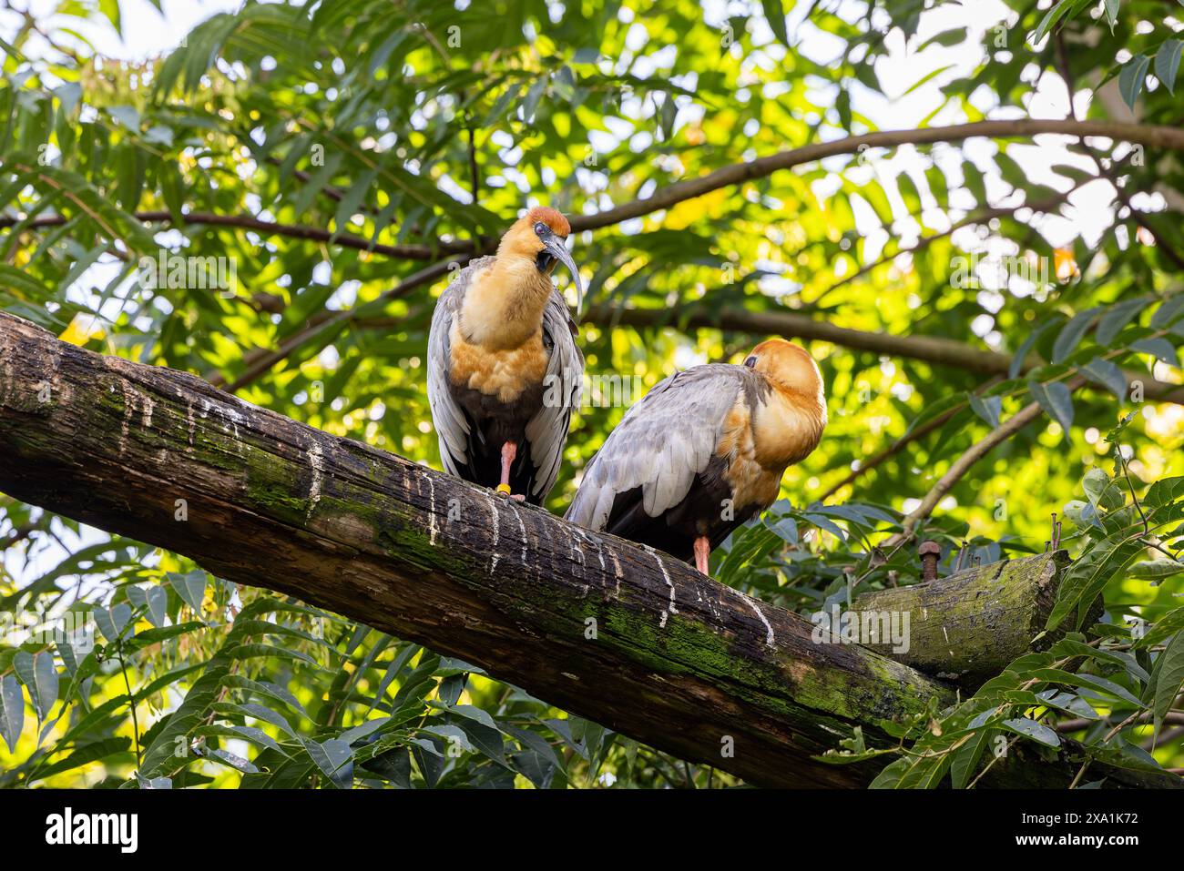 The two ibis birds resting on a tree branch Stock Photo - Alamy