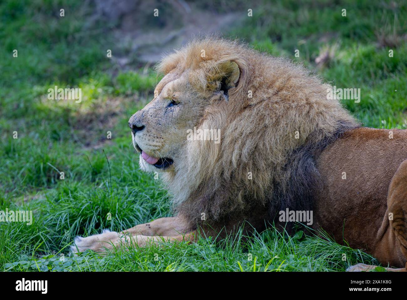 A lion resting in the grass with its mouth agape Stock Photo - Alamy