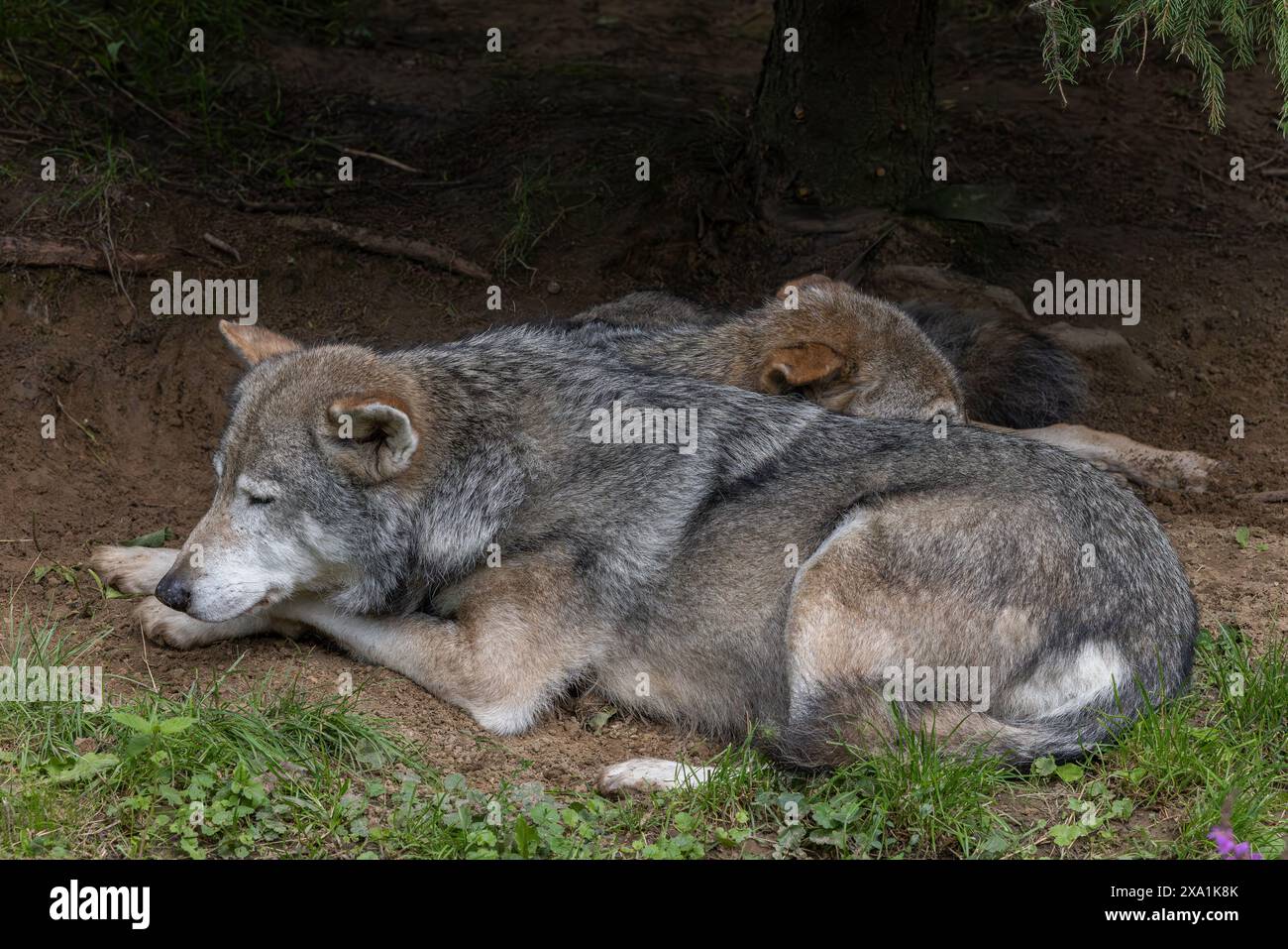 Two large wolves sitting side by side Stock Photo - Alamy