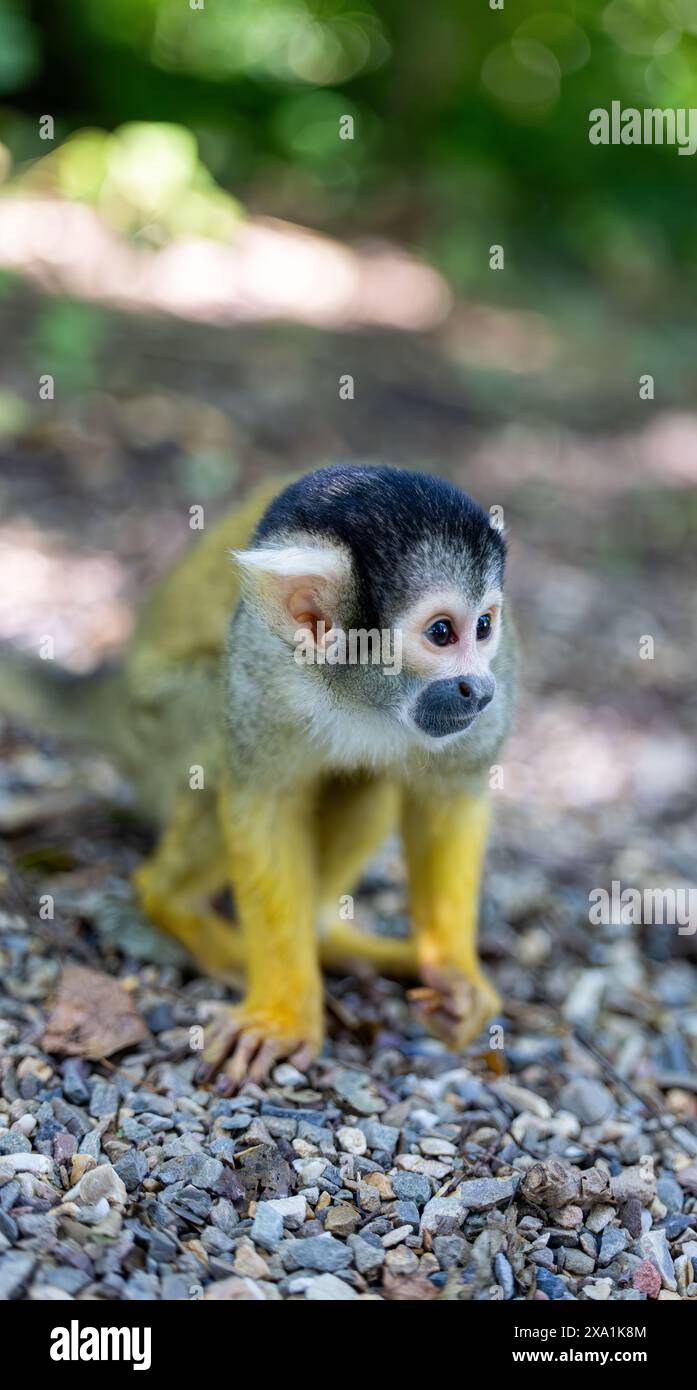 A monkey walking on park rocks near trees Stock Photo - Alamy