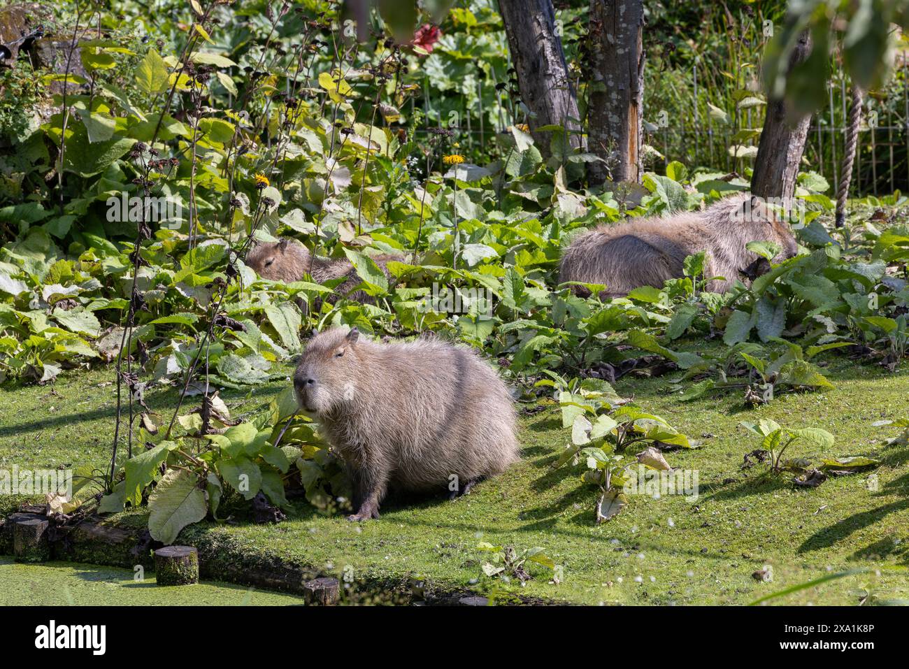 The capybaras standing by water and trees on grassy field Stock Photo ...