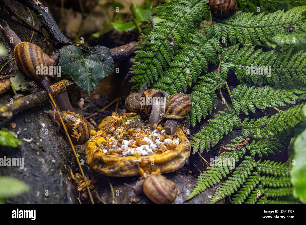 Birds and snails feasting on food in a forest basket Stock Photo - Alamy