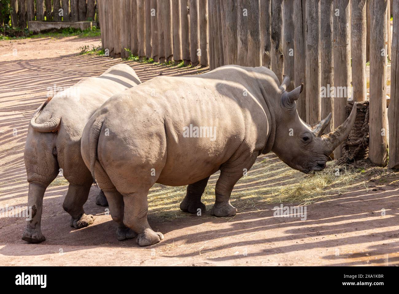 Two rhinoceroses standing together in an enclosure Stock Photo - Alamy