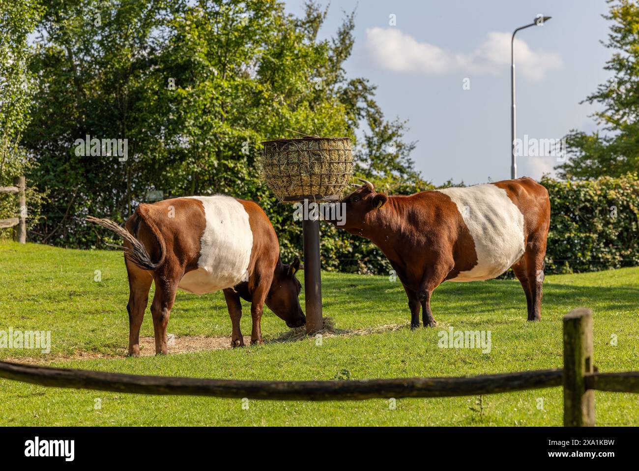 Two cows grazing on hay from a straw basket in a lush green field Stock ...