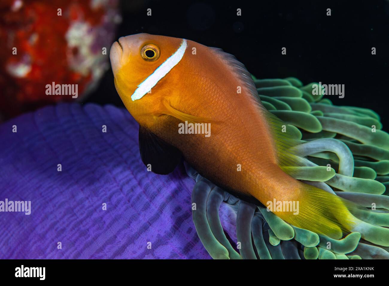 Anemone fish resting on hi-res stock photography and images - Alamy