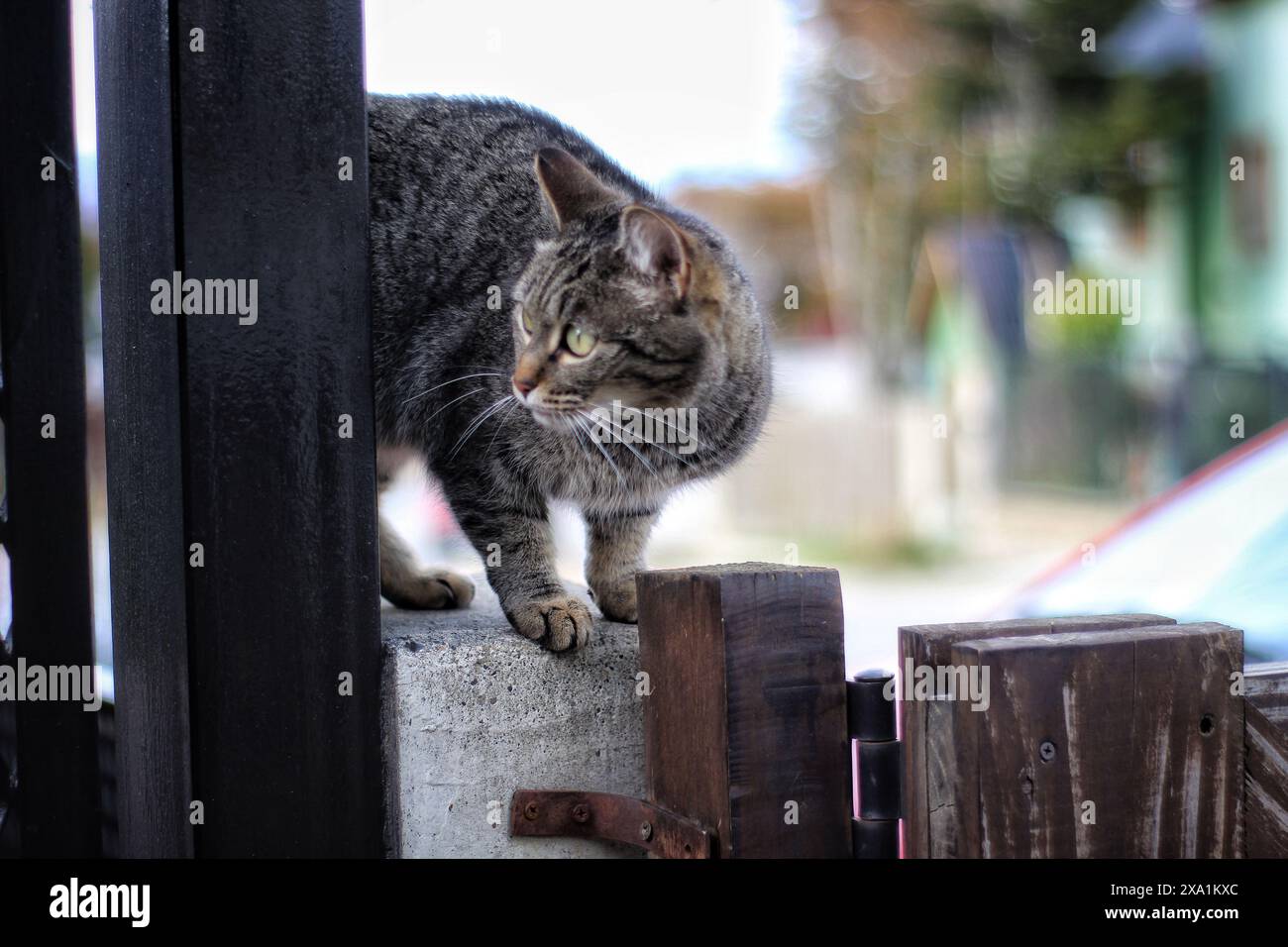 Domestic cat balancing tail hi-res stock photography and images - Alamy