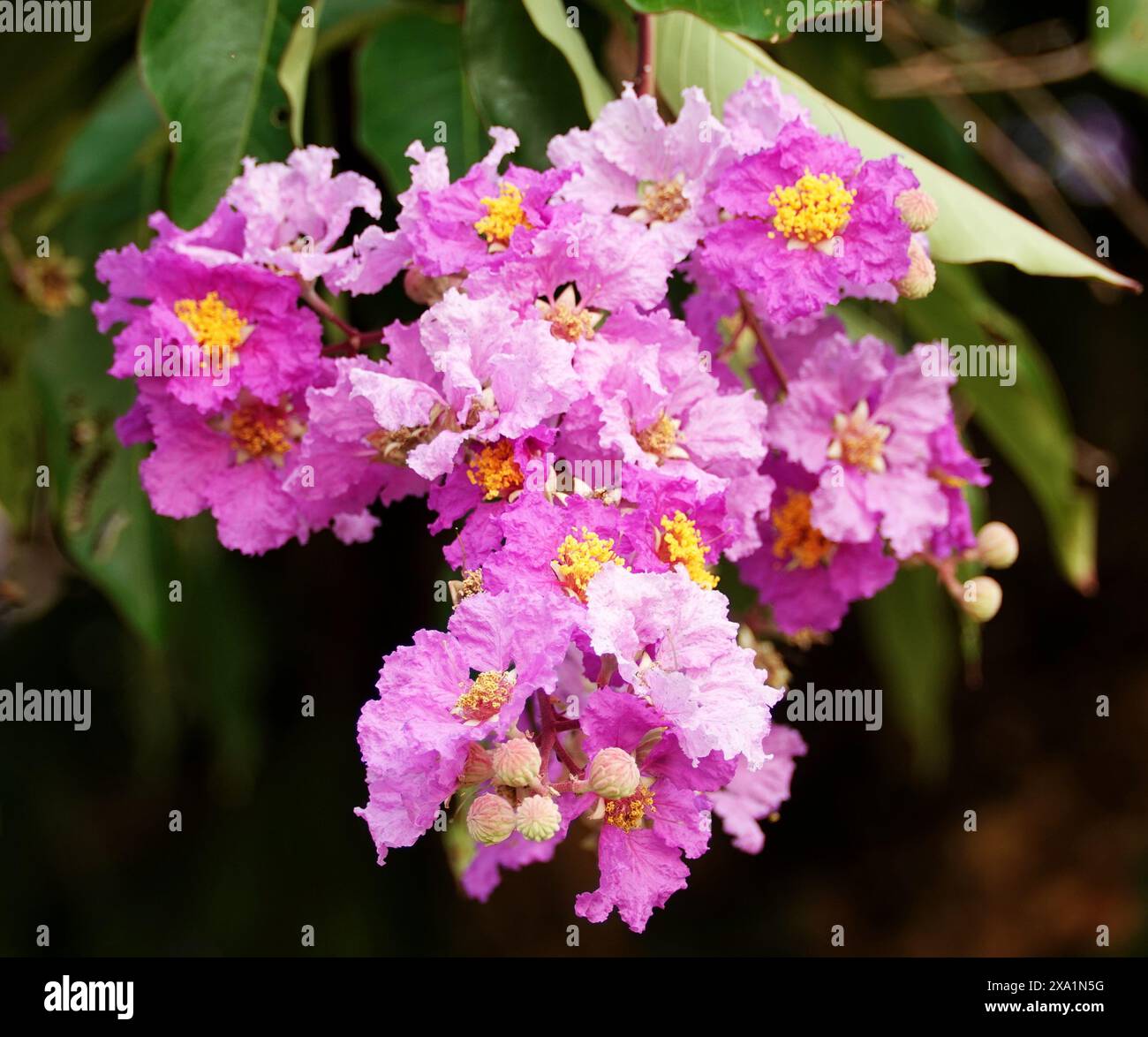 Pink flower arrangement resembling a butterfly Stock Photo - Alamy