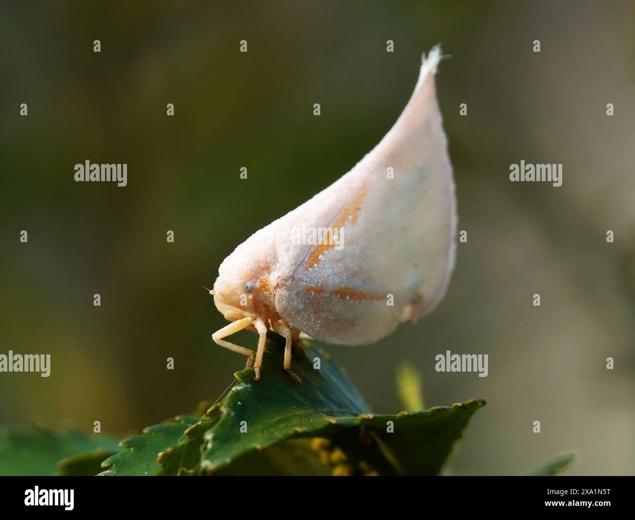 White moth perched on a leaf, gazing skyward Stock Photo - Alamy