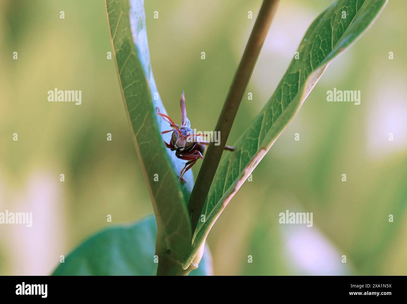 Tiny fly on a leaf observing the ground beneath Stock Photo - Alamy