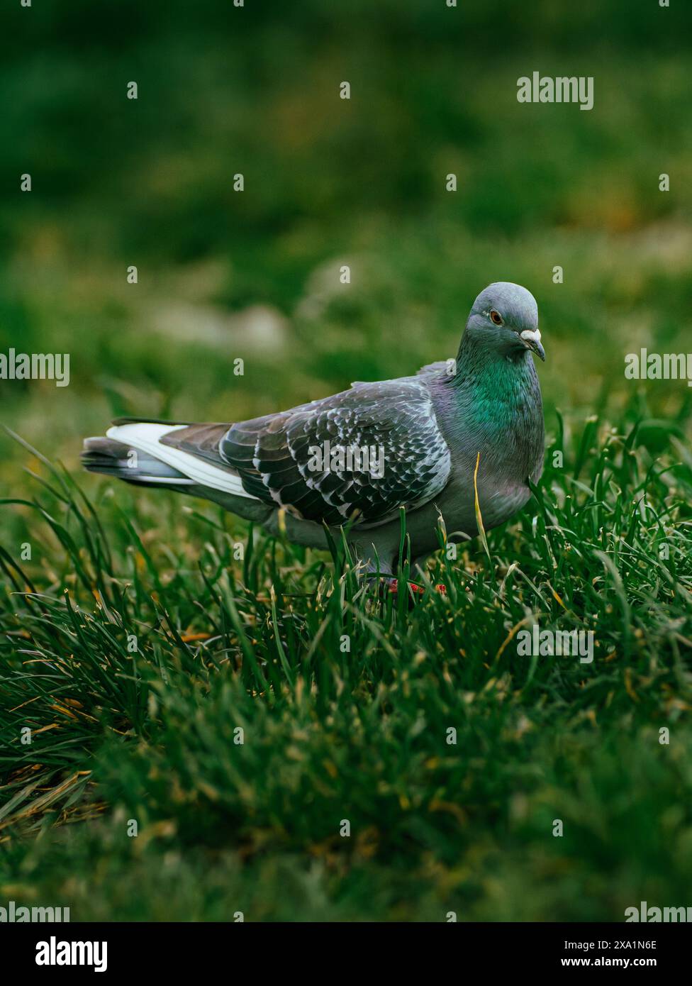 Vibrant pigeon hi-res stock photography and images - Alamy
