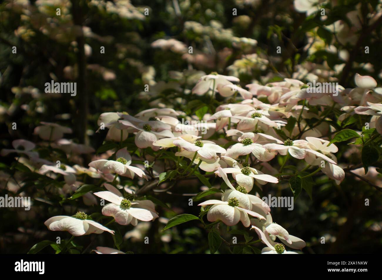 Flowering Dogwood Tree Stock Photo - Alamy