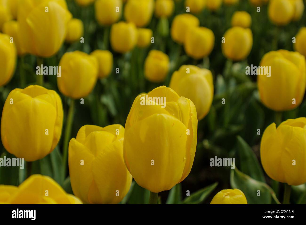 Flower festival in yellow hi-res stock photography and images - Alamy