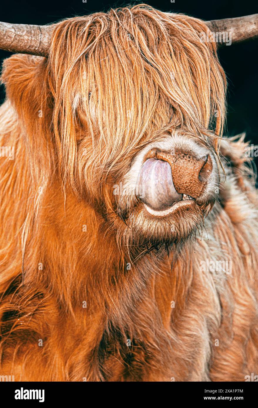 Close-up of a long-horned animal with prominent horns Stock Photo - Alamy