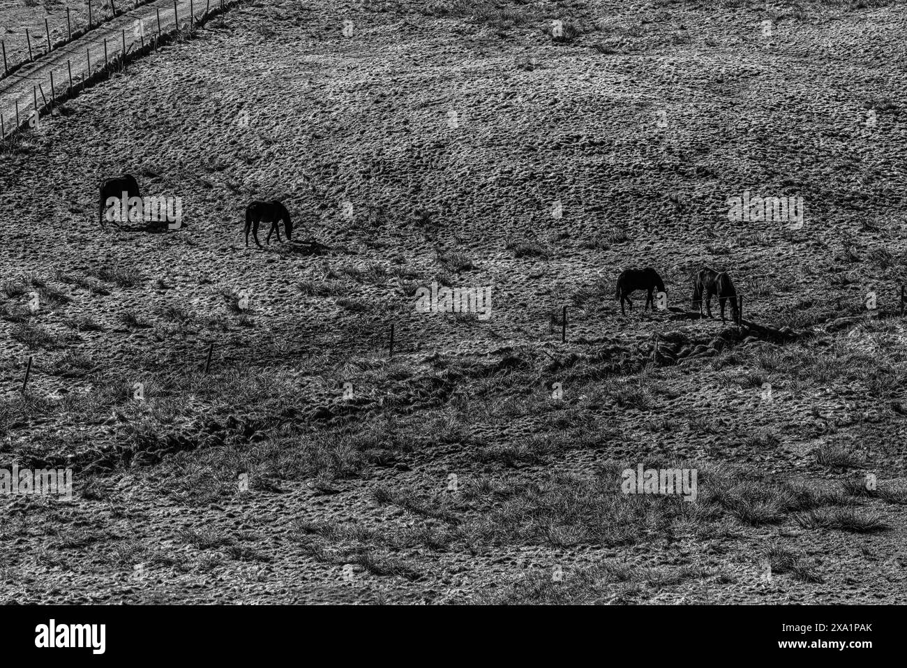 Group of animals grazing in open field near fence, horse in background ...