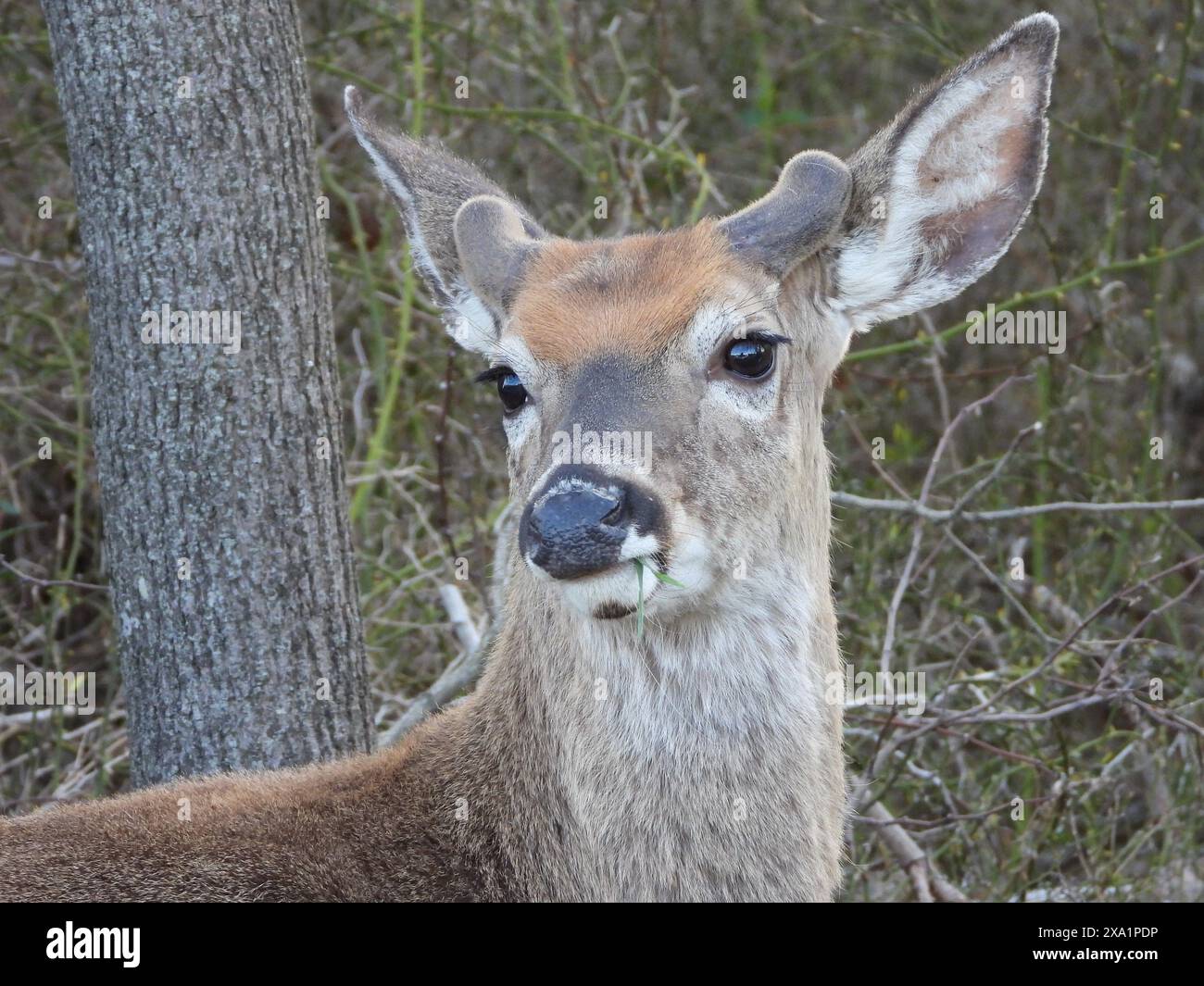 Alert white tailed buck hi-res stock photography and images - Alamy