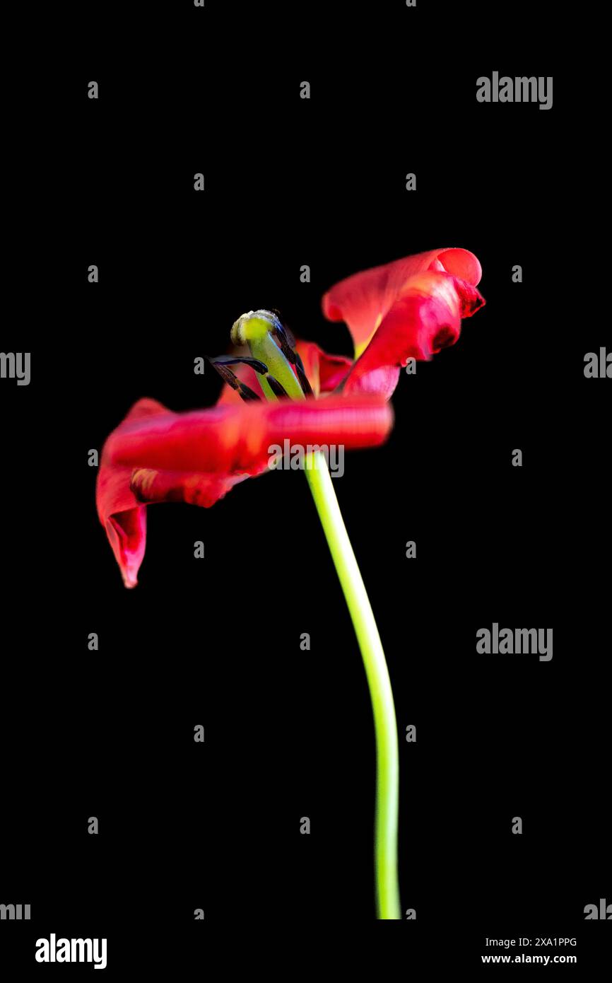 Vibrant red tulip on dark background Stock Photo - Alamy