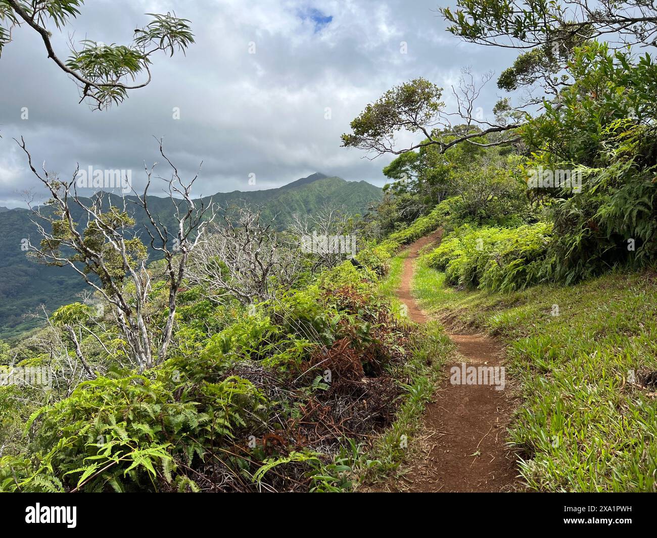 A narrow trail leading to a vibrant green slope in a forest Stock Photo ...