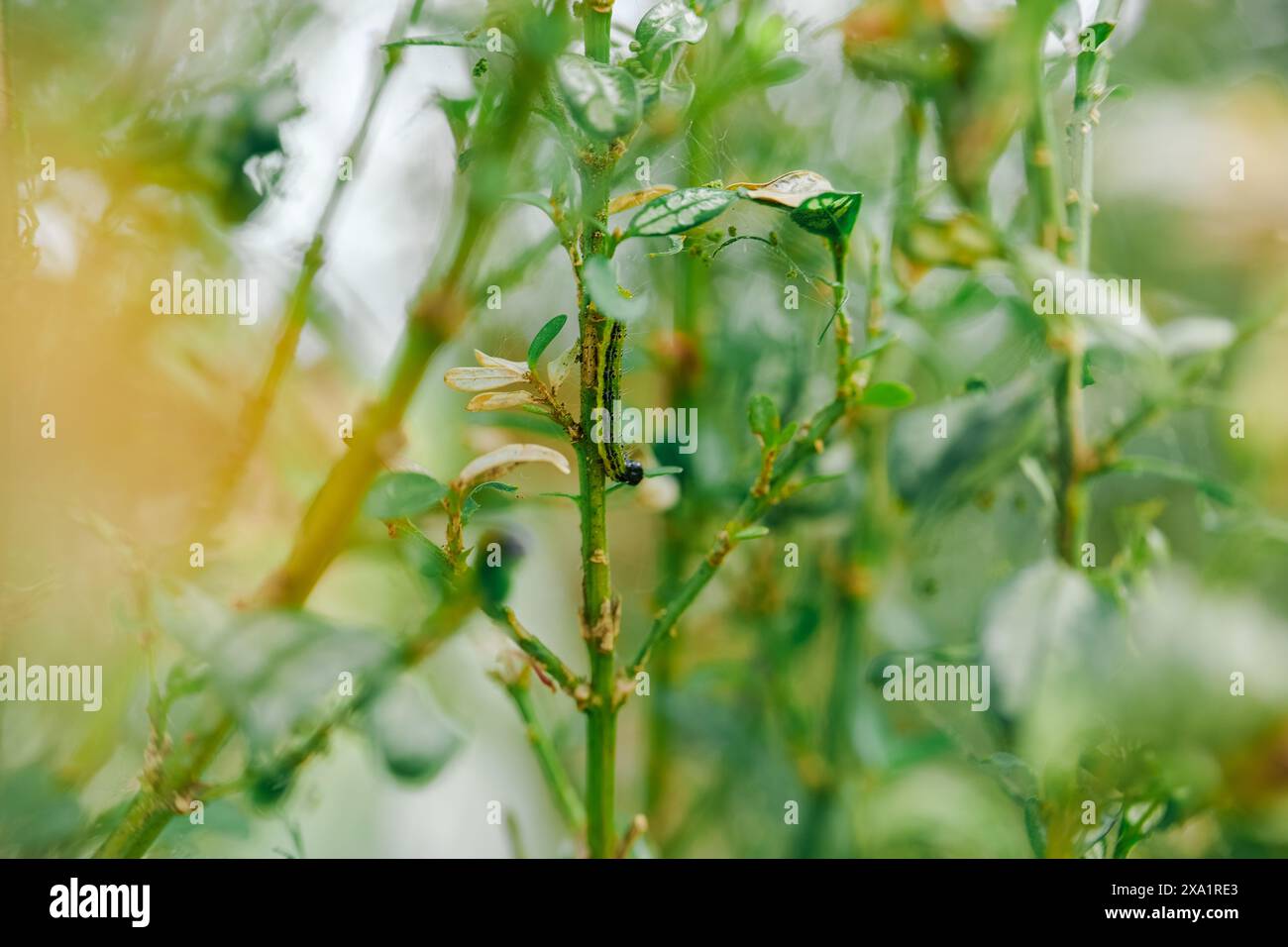 caterpillar in a web on boxwood bushes.Green caterpillars on gnawed ...