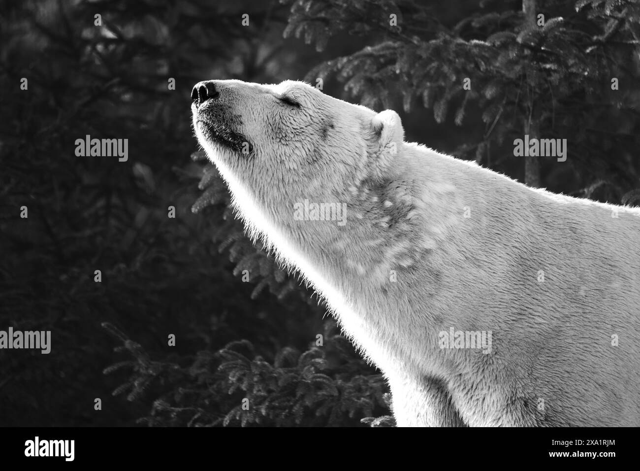 Predator standing Black and White Stock Photos & Images - Alamy