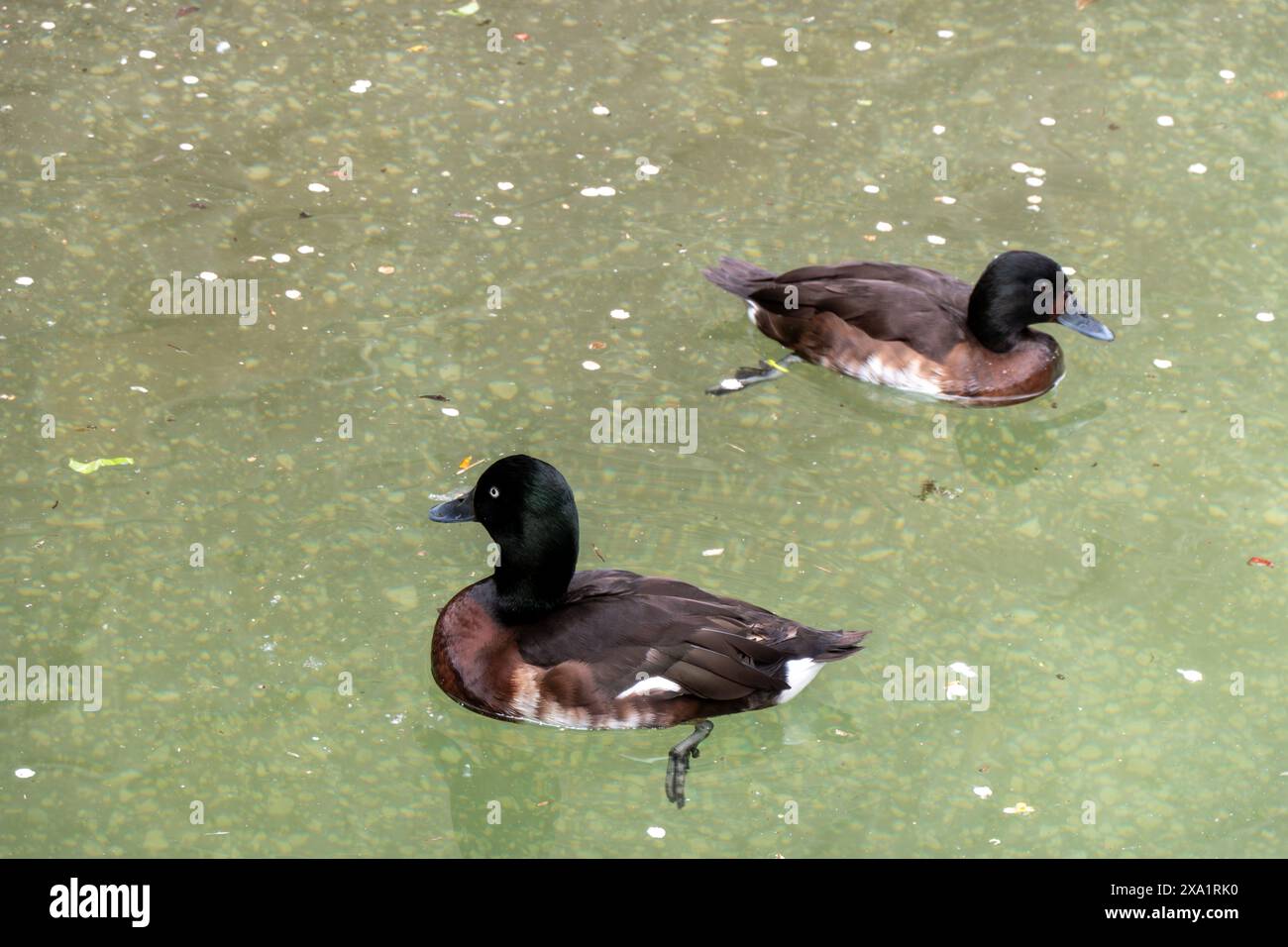 The two ducks swimming on a pond Stock Photo - Alamy
