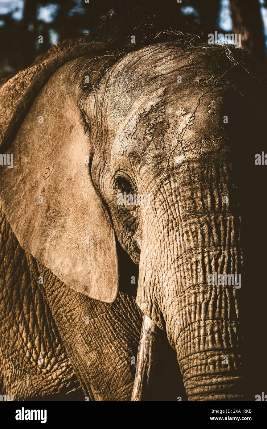 An elephant shaded by trees and bushes Stock Photo - Alamy