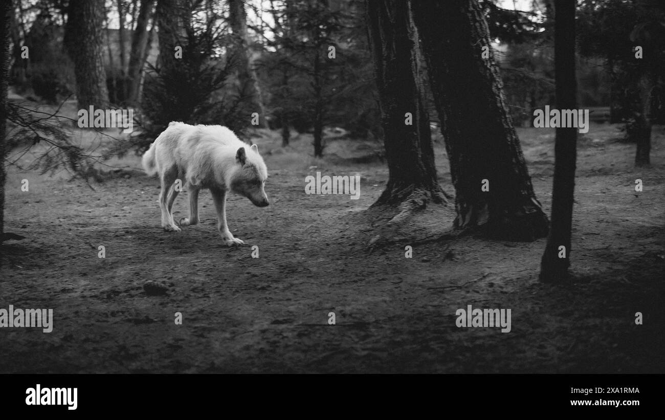 In leafy forest Black and White Stock Photos & Images - Alamy