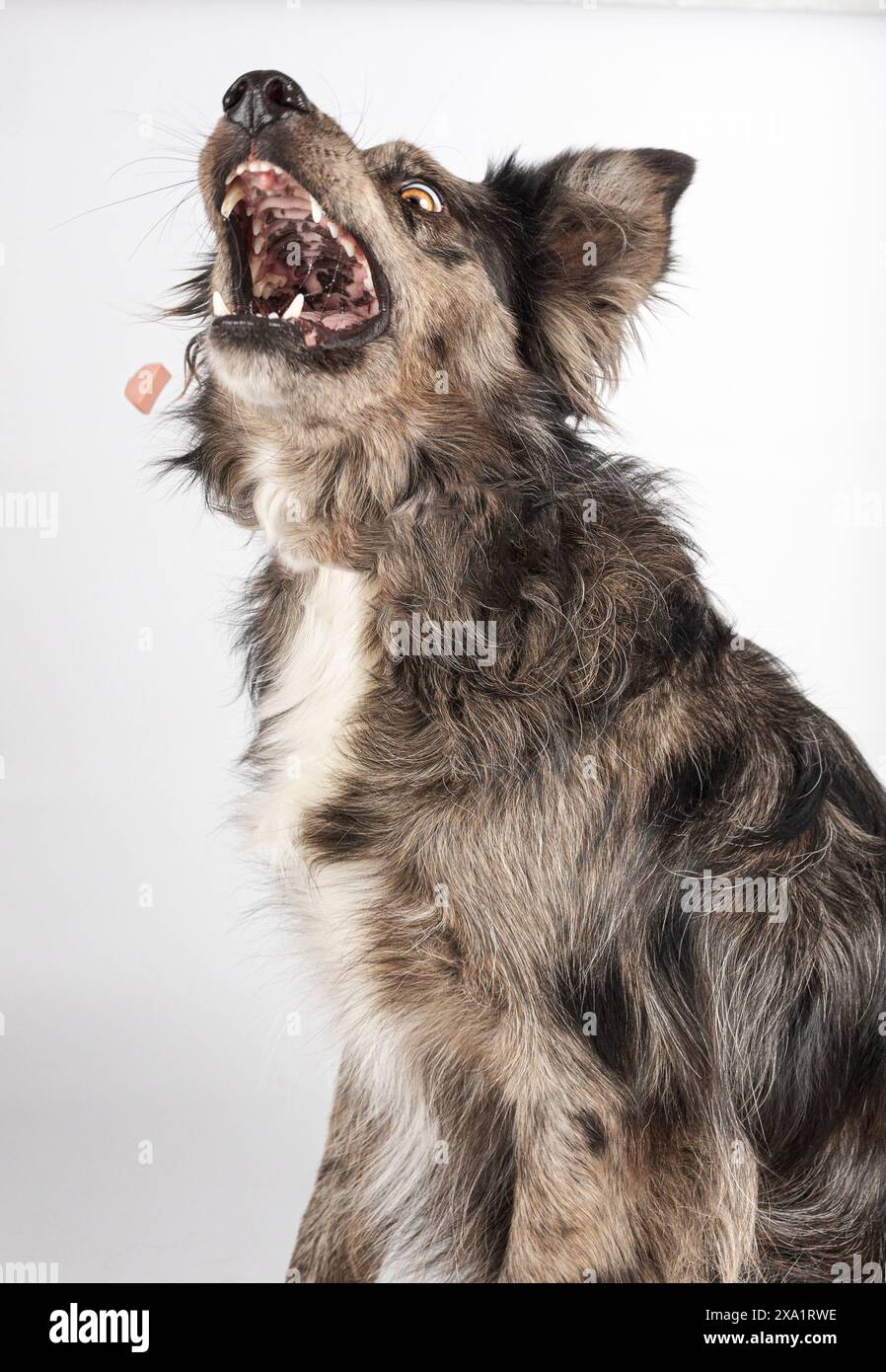 A cute Australian Shepherd dog eating a snack against a white ...
