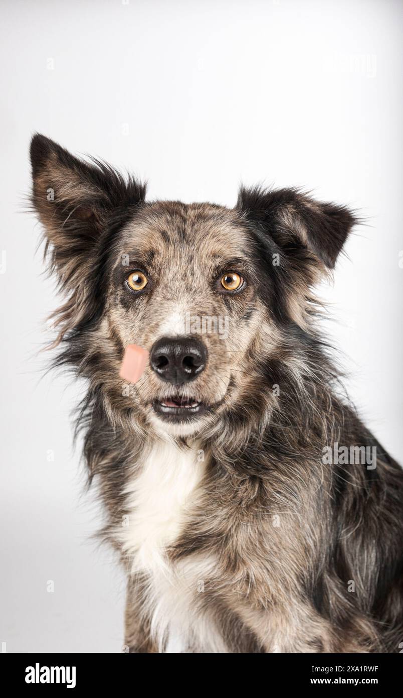 A cute Australian Shepherd dog eating a snack against a white ...