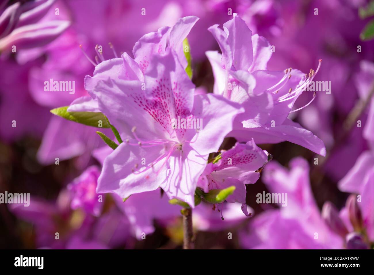 Azalea bloom display outdoor garden hi-res stock photography and images ...