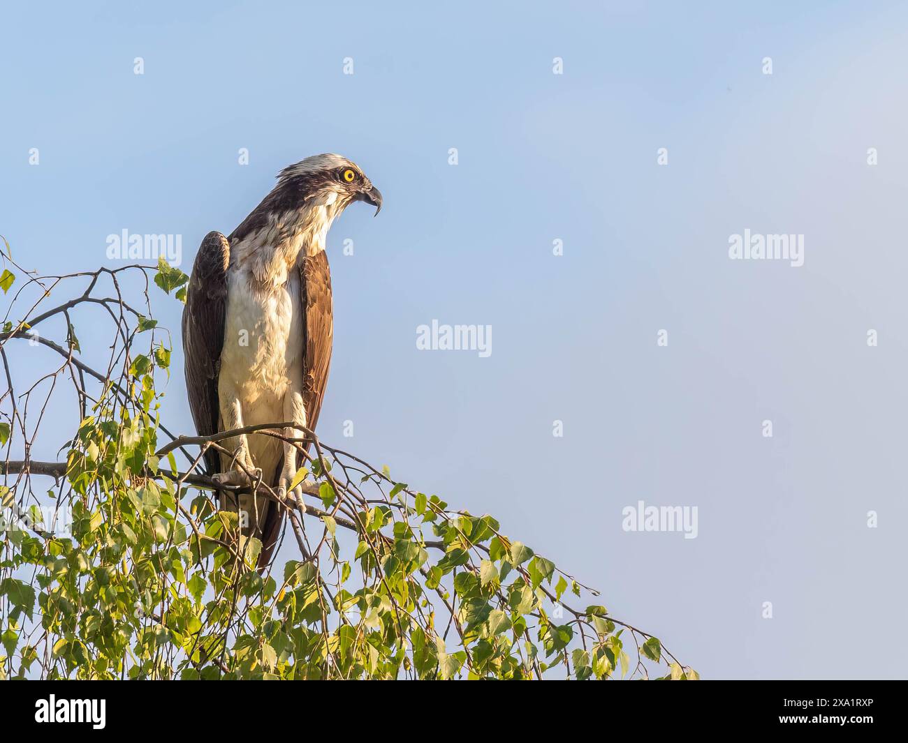 Osprey tree limb hi-res stock photography and images - Alamy