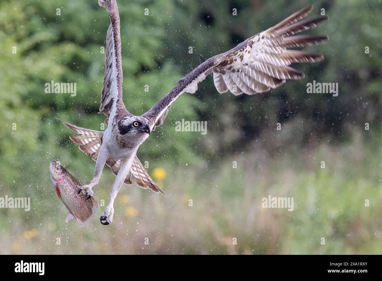 An osprey in flight with a fish over water Stock Photo - Alamy