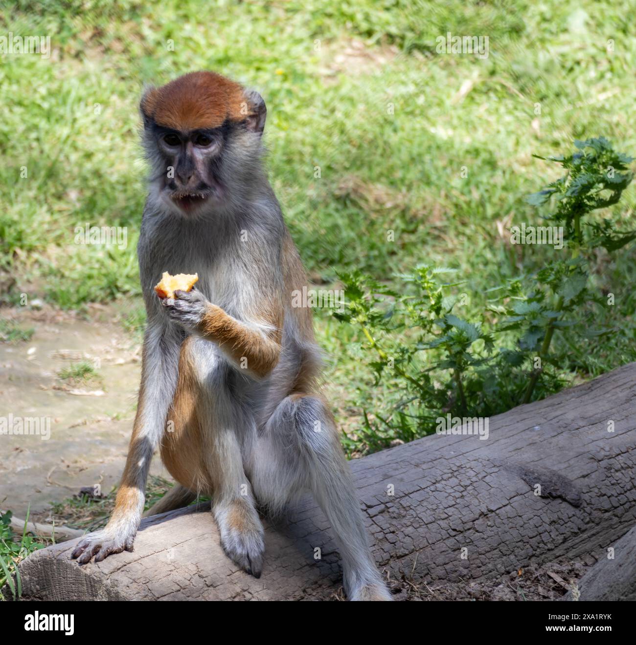 Summary Erythrocebus patas is a medium sized terrestrial monkey, native ...
