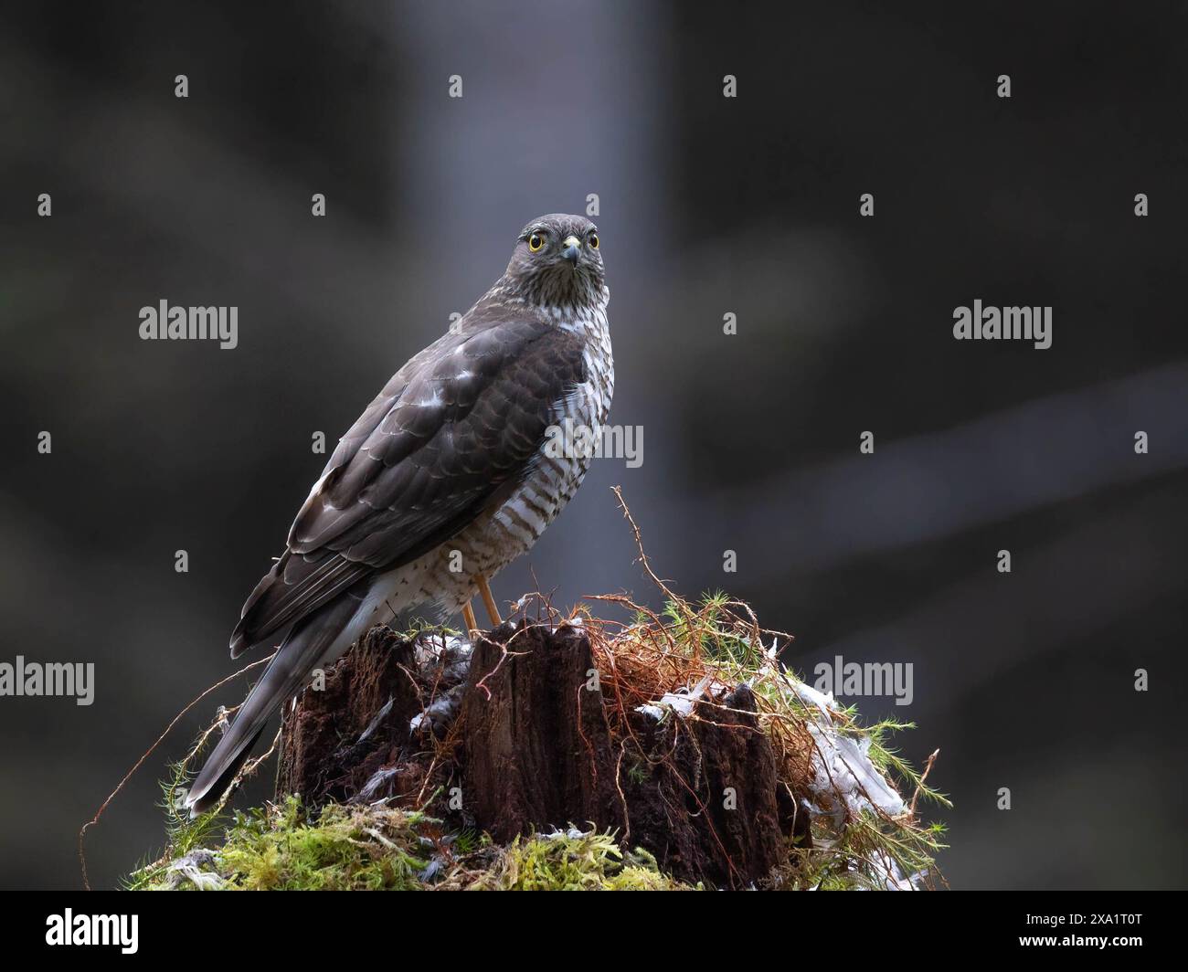 Female Sparrowhawk perched on a tree stump in a Scottish forest Stock ...