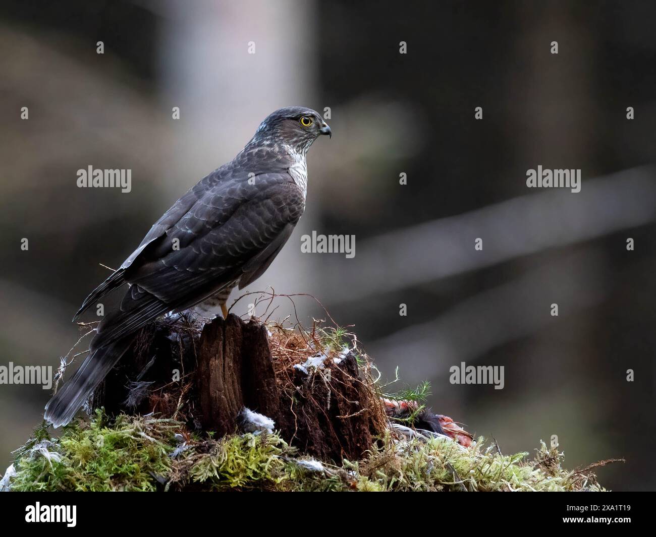 Female Sparrowhawk perched on a tree stump in a Scottish forest Stock ...
