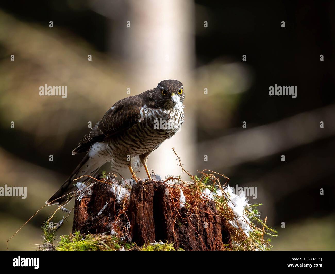 Female Sparrowhawk perched on a tree stump in a Scottish forest Stock ...
