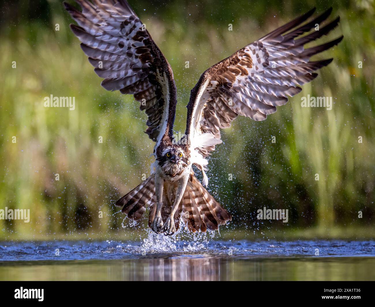 An osprey in flight with a fish over water Stock Photo - Alamy