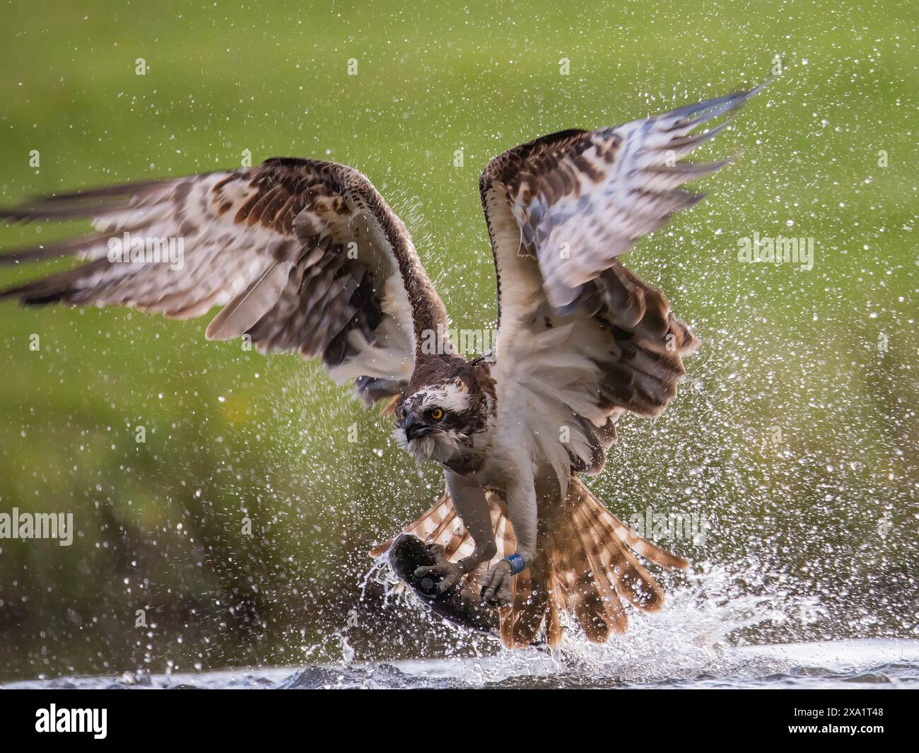 An osprey in flight with a fish over water Stock Photo - Alamy