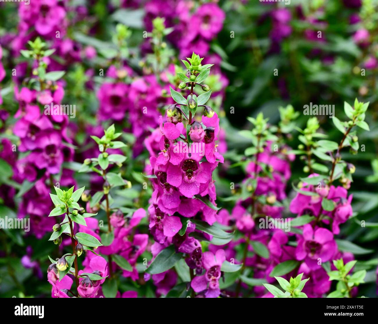 A close-up shot of Angelonia Archangel 'Raspberry' flower Stock Photo ...