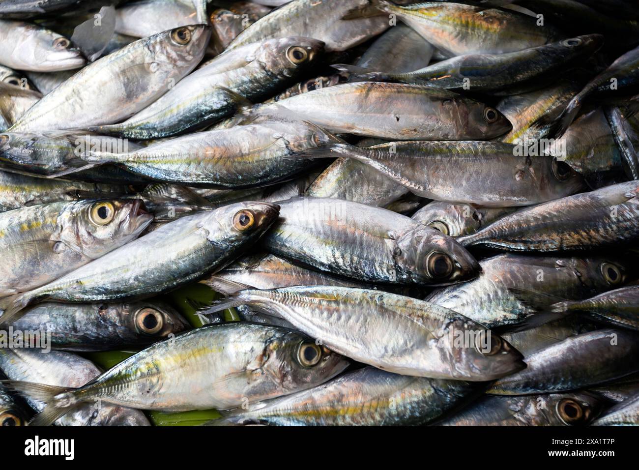 Fresh fish market located in Carbon Market in Cebu City, Philippines ...