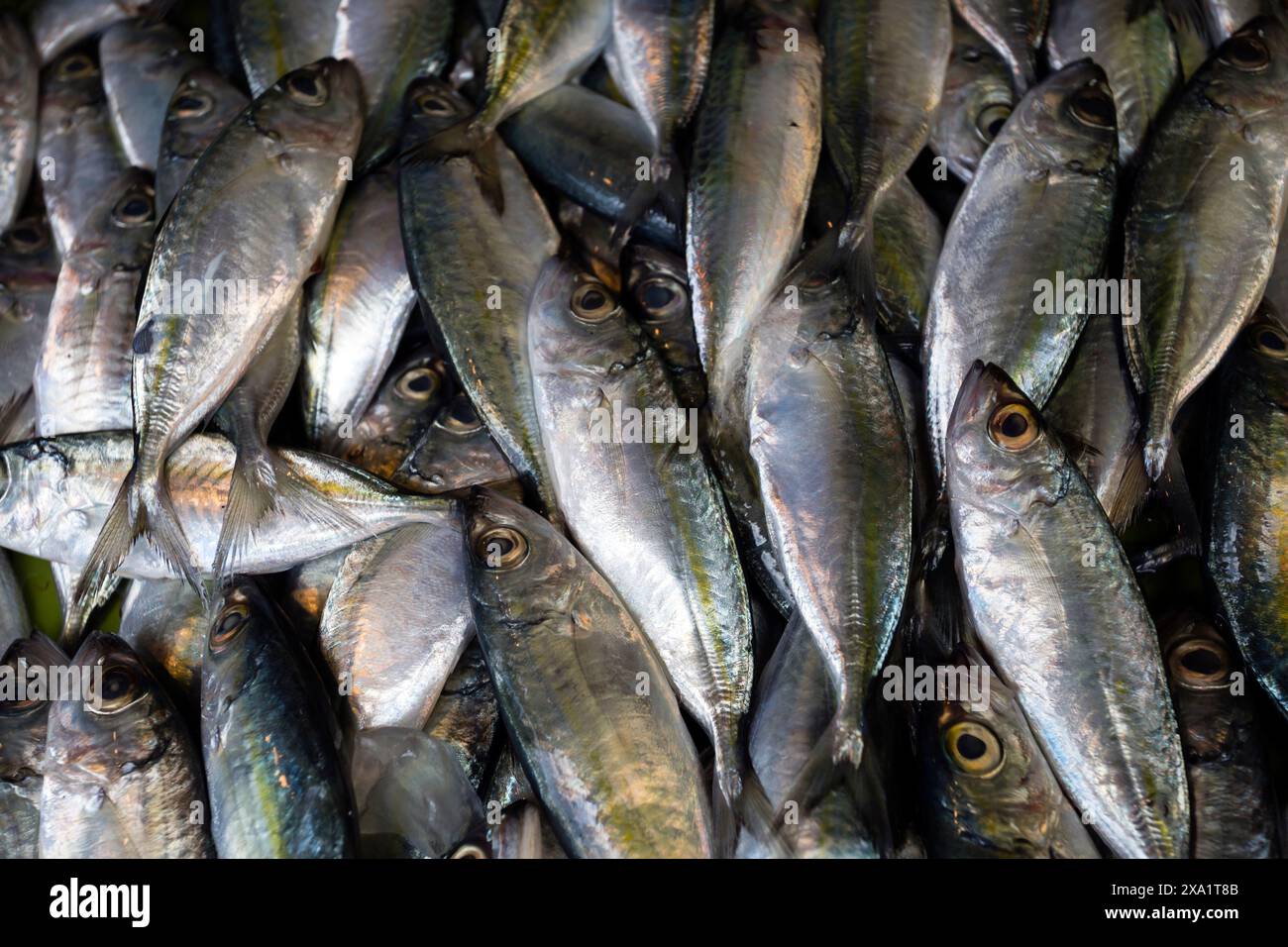 Fresh fish market located in Carbon Market in Cebu City, Philippines ...