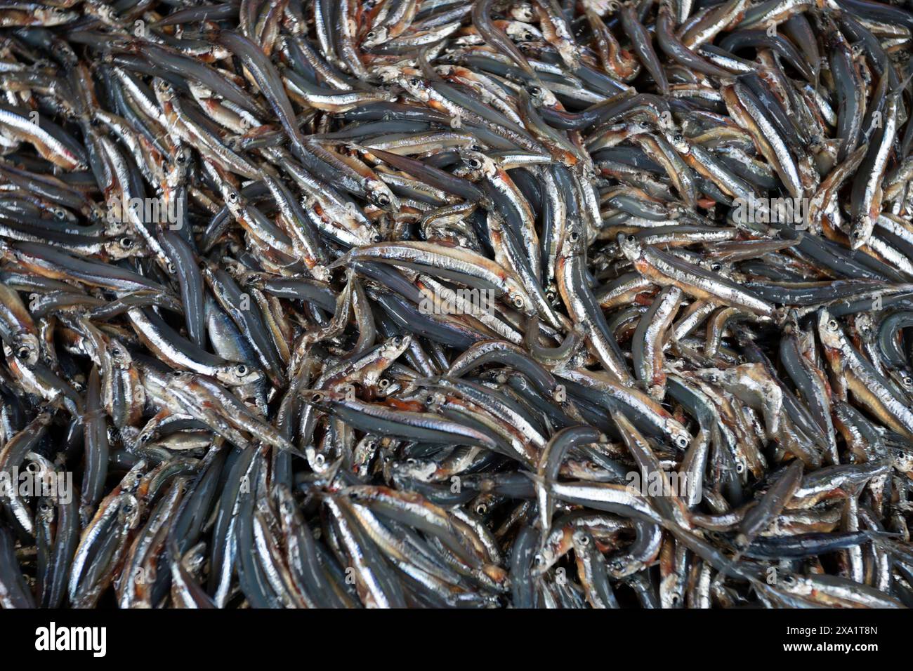 Fresh fish market located in Carbon Market in Cebu City, Philippines ...