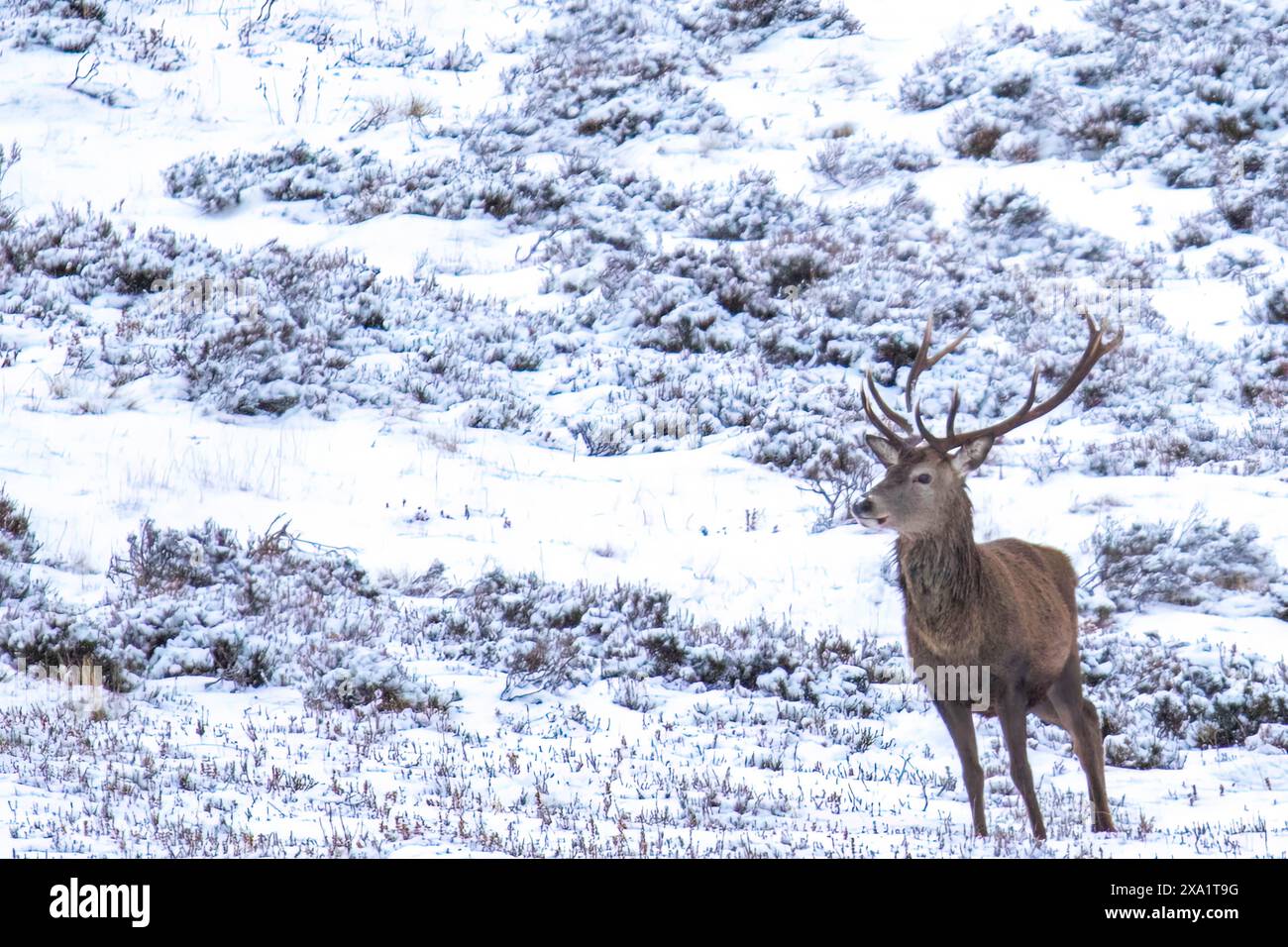 A Red Deer stag in the snow Scotland Stock Photo - Alamy