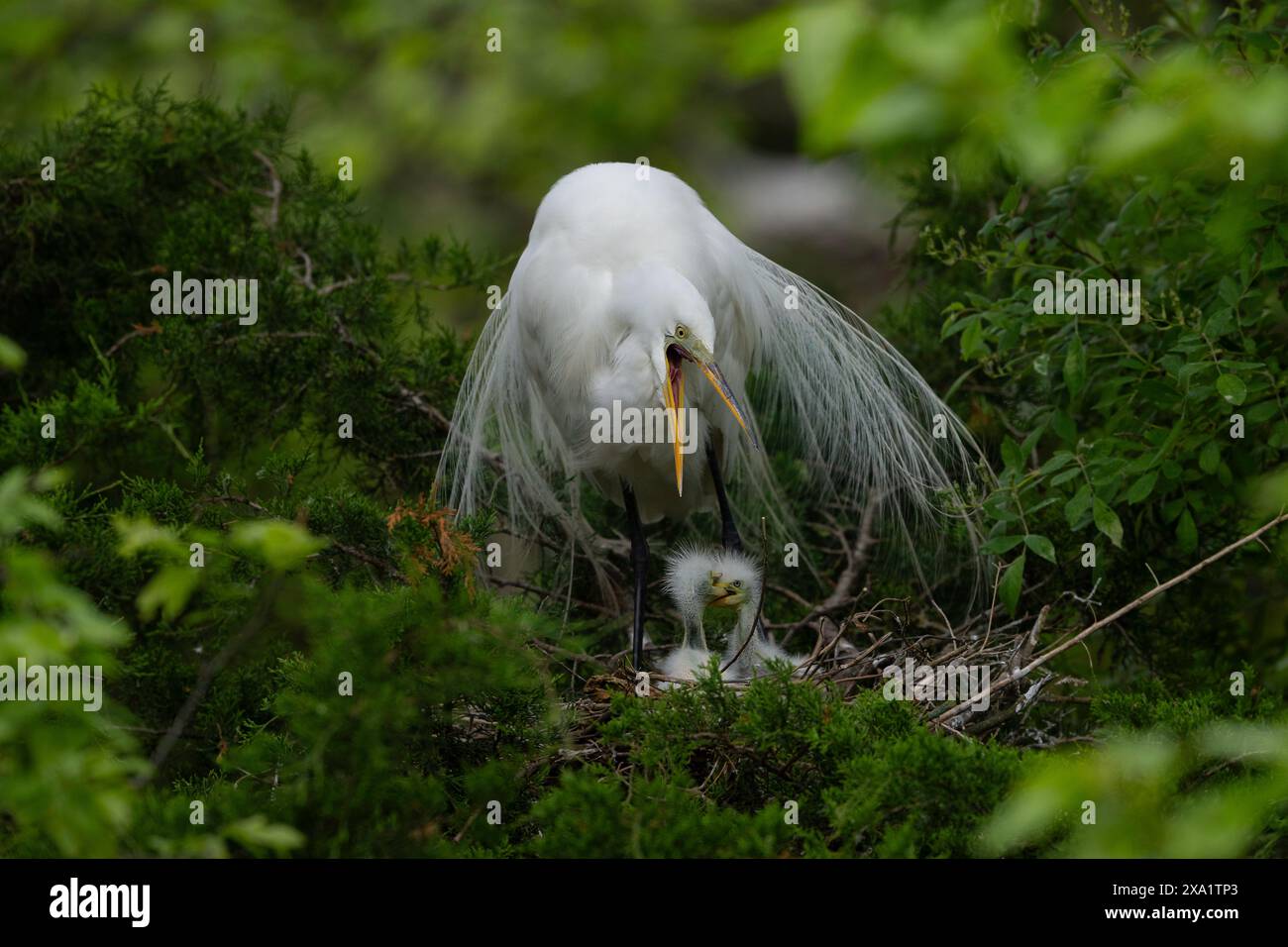 Ocean city welcome center rookery hi-res stock photography and images ...