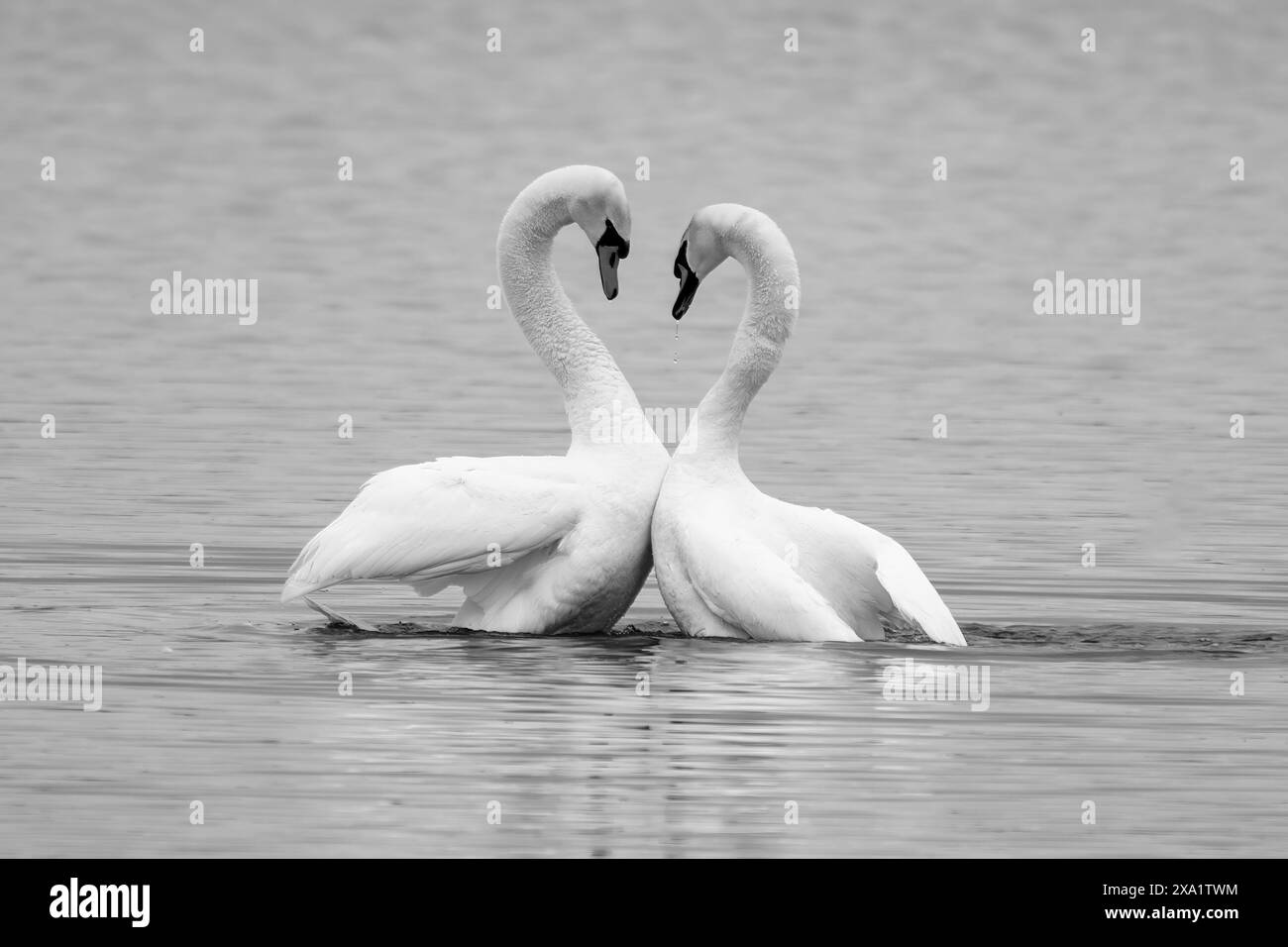 The two white swans creating a heart shape in the water Stock Photo - Alamy