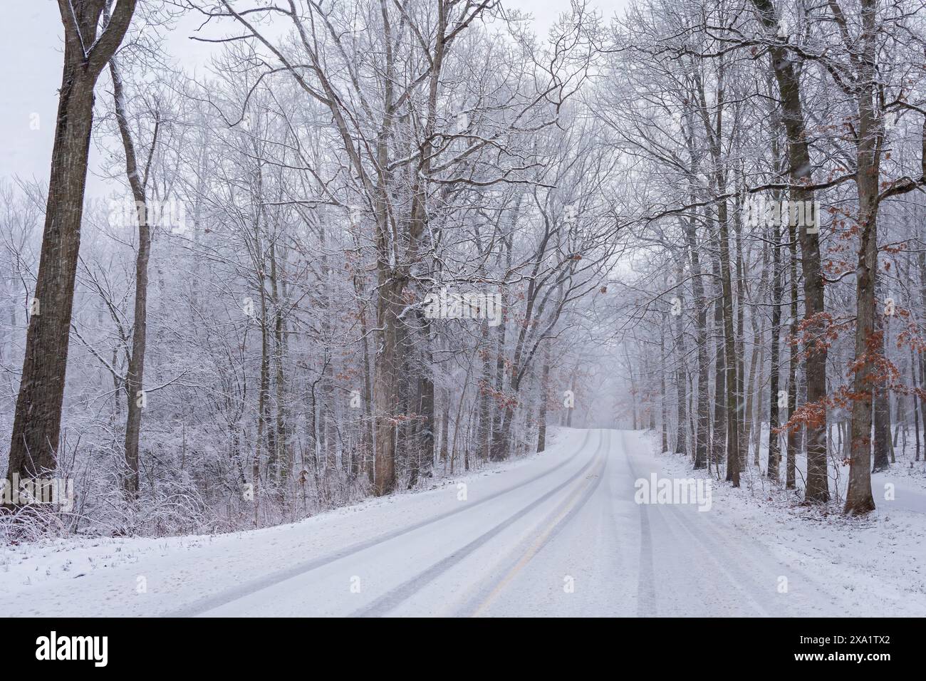 Trees flanking road hi-res stock photography and images - Alamy