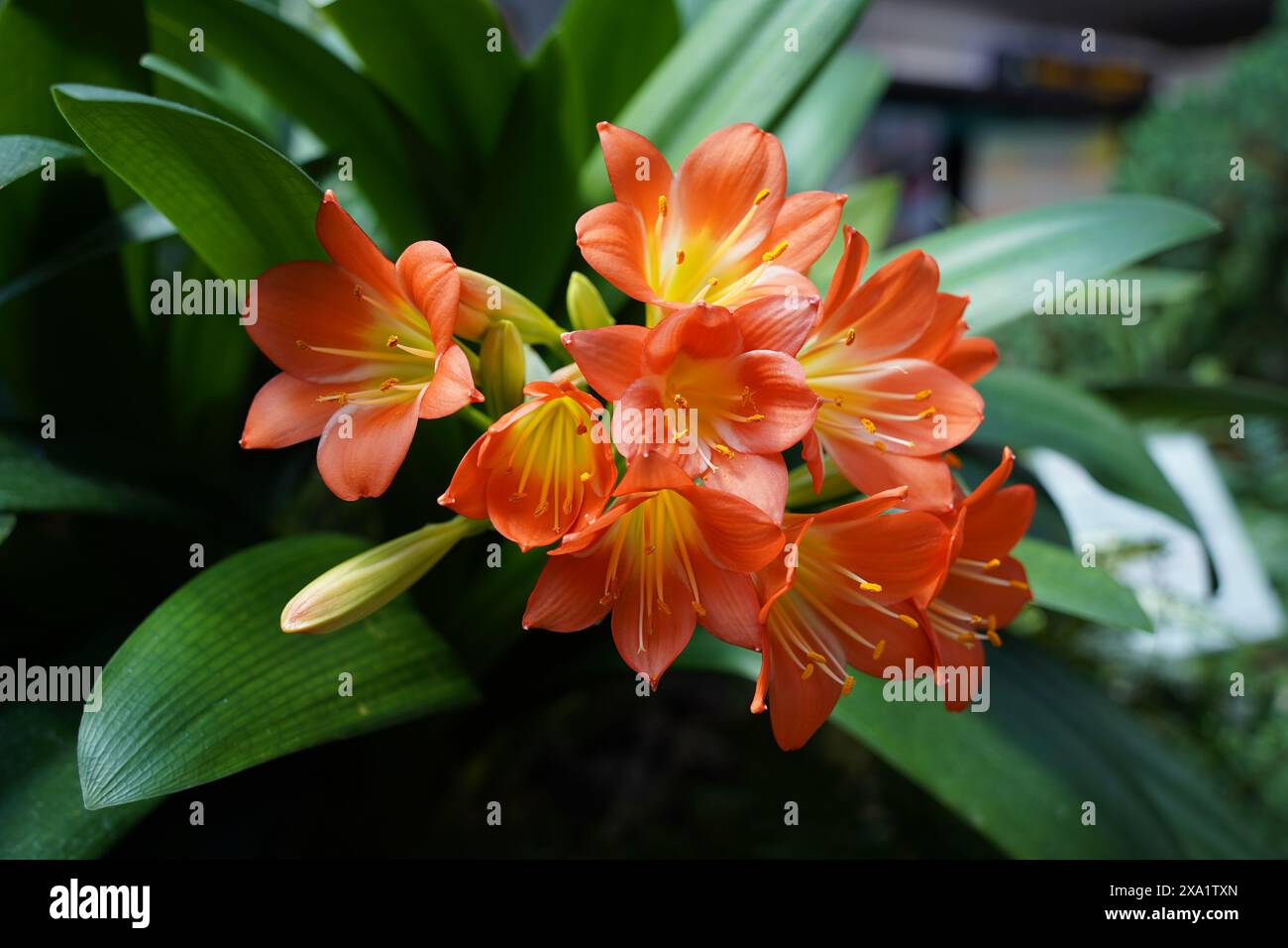 Orange Amaryllis flowers on a green background in the garden Stock Photo - Alamy