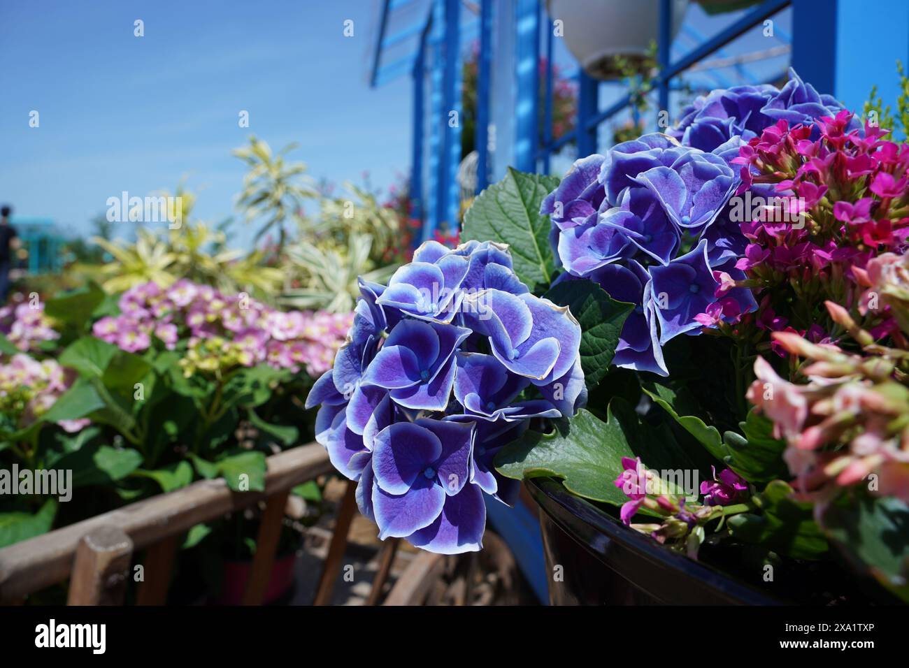 Purple Hydrangea flower in the garden with blue sky background Stock ...