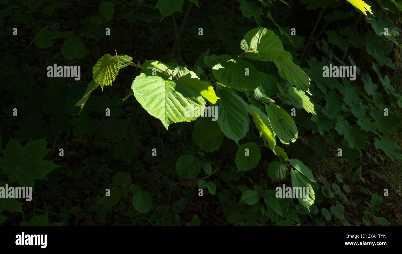 Close-up view of hazel leaves on a flourishing tree branch against a ...