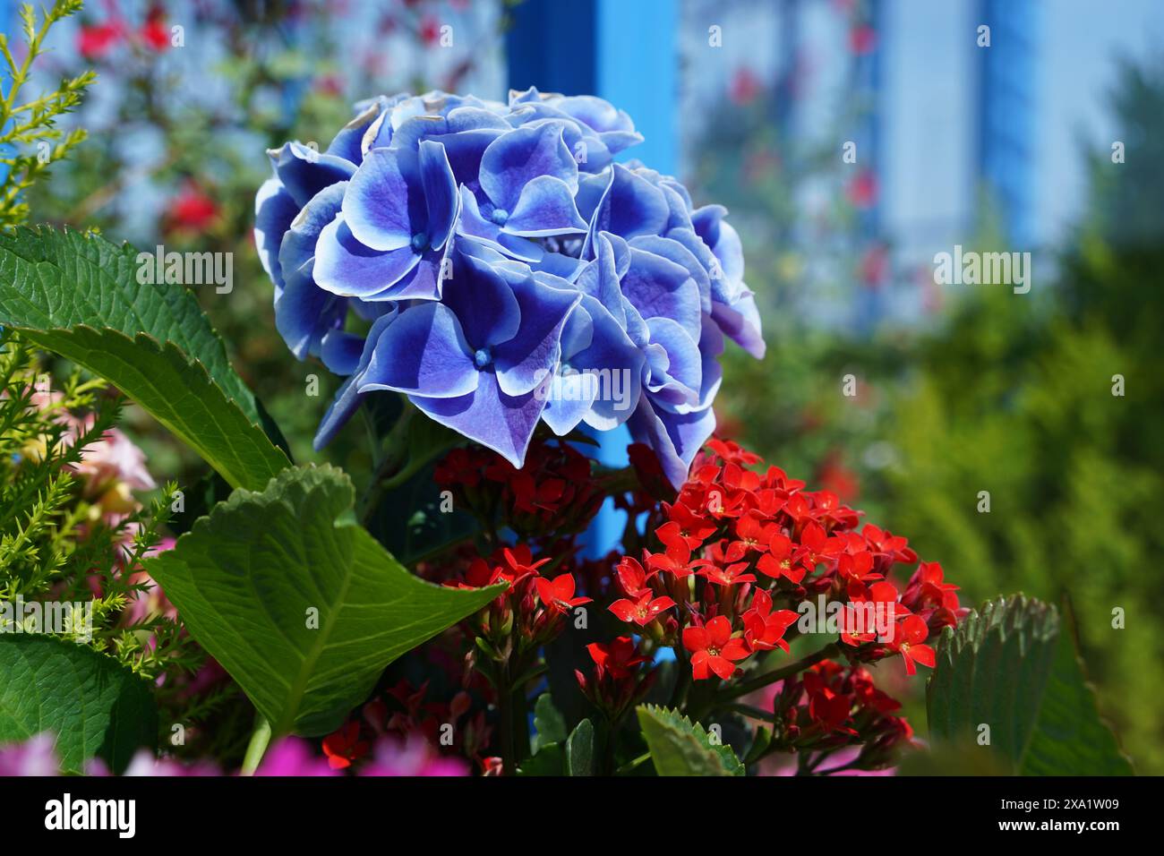 Purple Hydrangea flower in the garden with blue sky background Stock ...